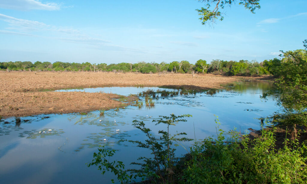 Our Full Day Yala Block 1 Safari | Treetopsjunglelodge.com